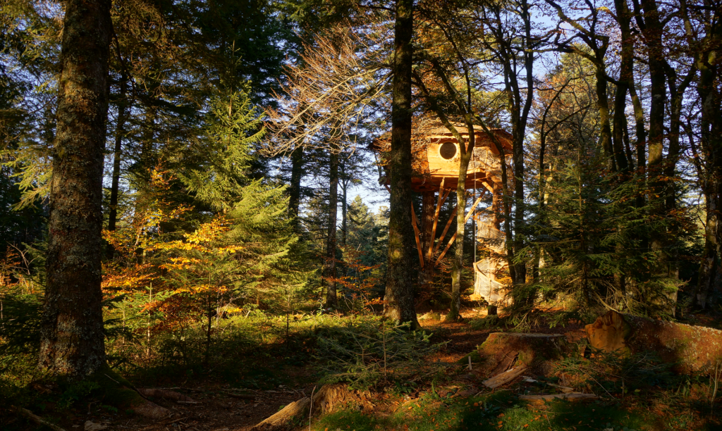 Biogéographie: quand la migration des essences forestières nous fait ...